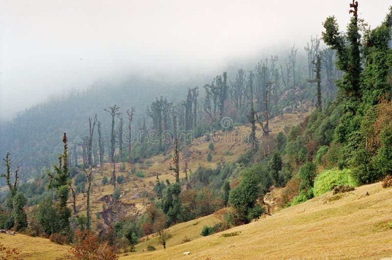 Misty mountain forest stock image. Image of high, daylight - 2853087
