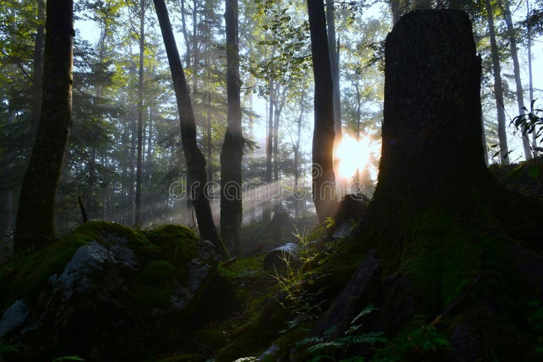 Misty Mysterious Forest with Sunrays Shining through Stock Photo ...