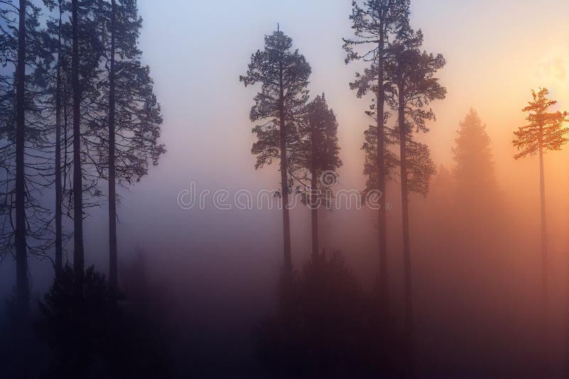 Misty Mysterious Forest at Sunset in Smoky Pink Tones. Stock ...