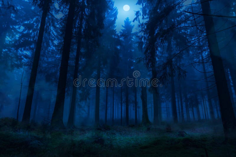 Night forest stock image. Image of landscape, autumn - 23345869