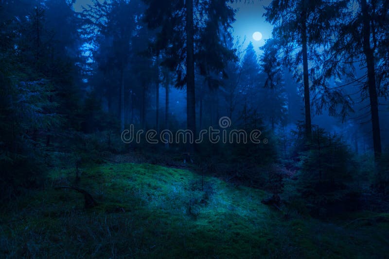 Misty night forest stock image. Image of moody, pine - 210813945