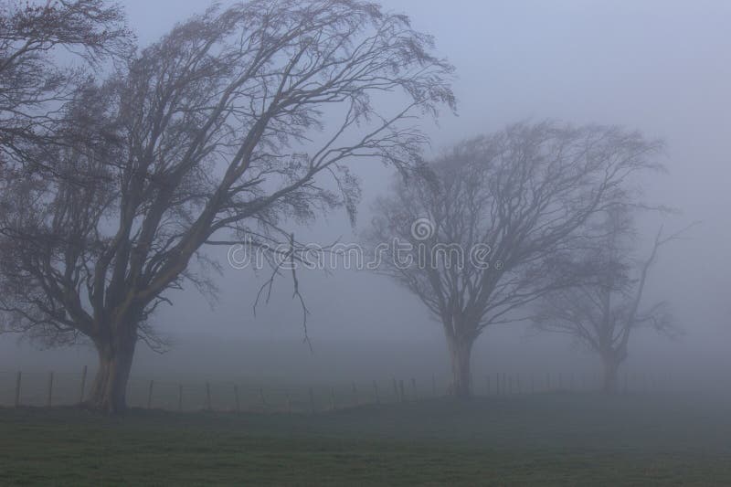 Misty Outline of Trees on a Foggy Day Stock Photo - Image of landscape ...