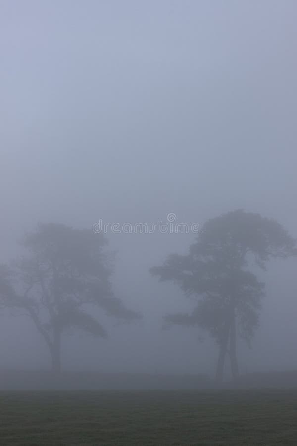 Misty Outline of Trees on a Foggy Day Stock Image - Image of misty ...