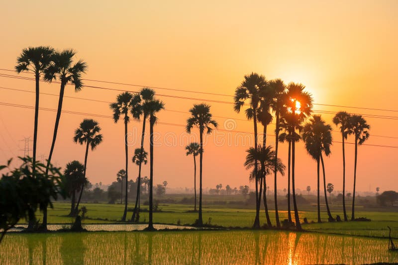 Misty Paddy Fields Landscape Andhra Pradesh India Sunset Stock Photos ...