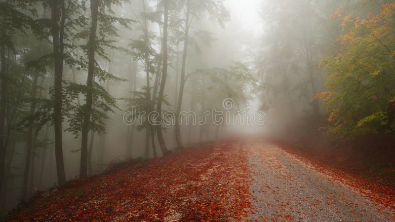 Misty autumn morning stock image. Image of hazy, foggy - 61579409