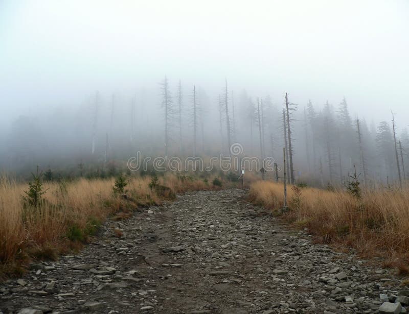 Misty Pathway through Woods Stock Image - Image of dangerous, foggy ...