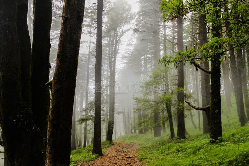 The misty paths stock photo. Image of green, mist, forest - 98504718