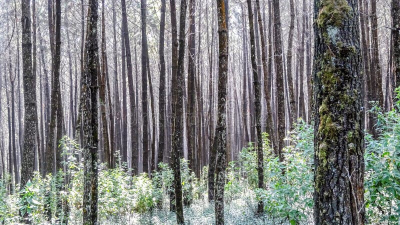 Misty pine forest stock image. Image of natural, scene - 119127611
