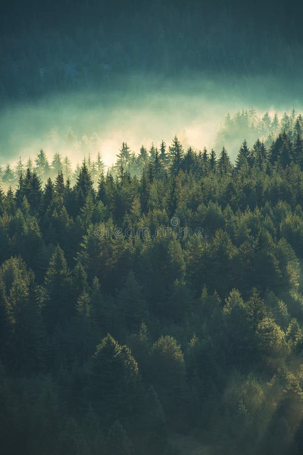 Misty Pine Forest on the Mountain Slope in a Nature Reserve, Vertical ...
