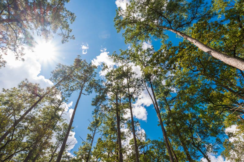 Misty Pine Forest on Mountain Stock Photo - Image of mountains, summer ...