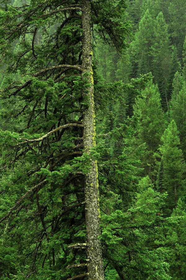 Misty Pine Forest in the Rain Green Lush Growth in Wilderness Stock ...