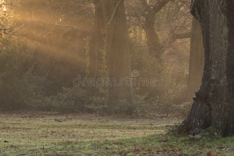 Misty rays of sunshine stock image. Image of sunlight - 135126735