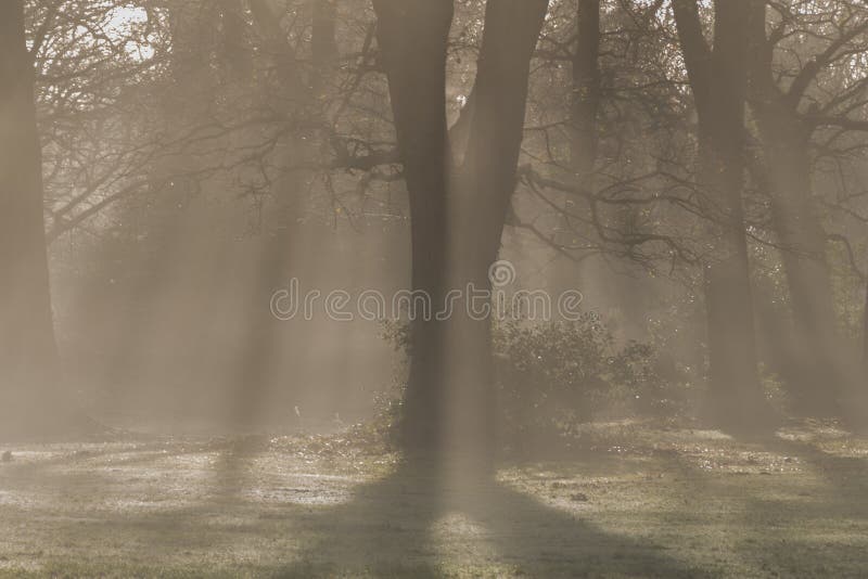 Misty rays of sunshine stock image. Image of sunlight - 135130897