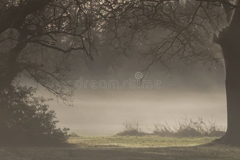 Misty rays of sunshine stock photo. Image of sunshine - 135131078
