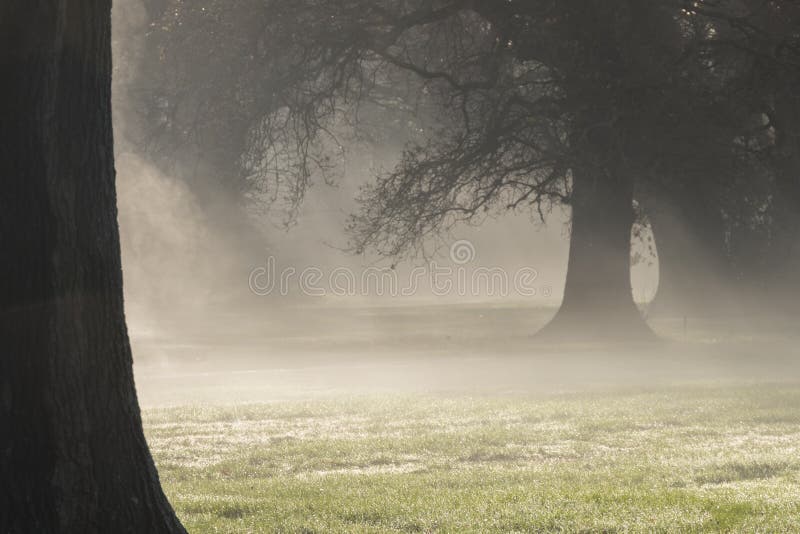 Misty rays of sunshine stock image. Image of misty, common - 135131715