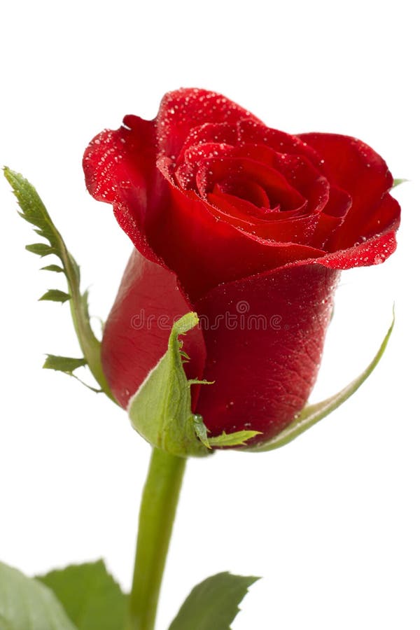Misty red rose stock image. Image of velvet, love, romance - 28501603
