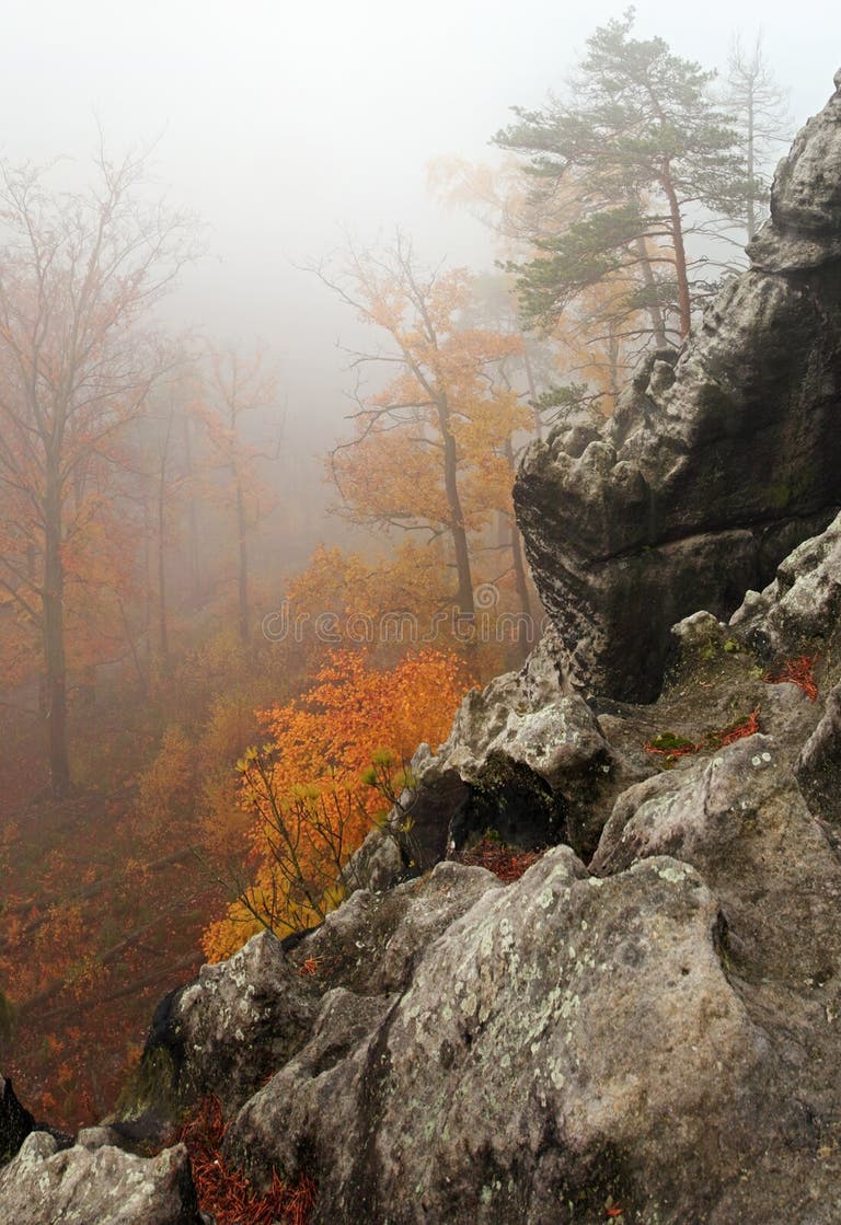 5,454 Forest Rock Path Sunlight Trees Stock Photos - Free & Royalty ...