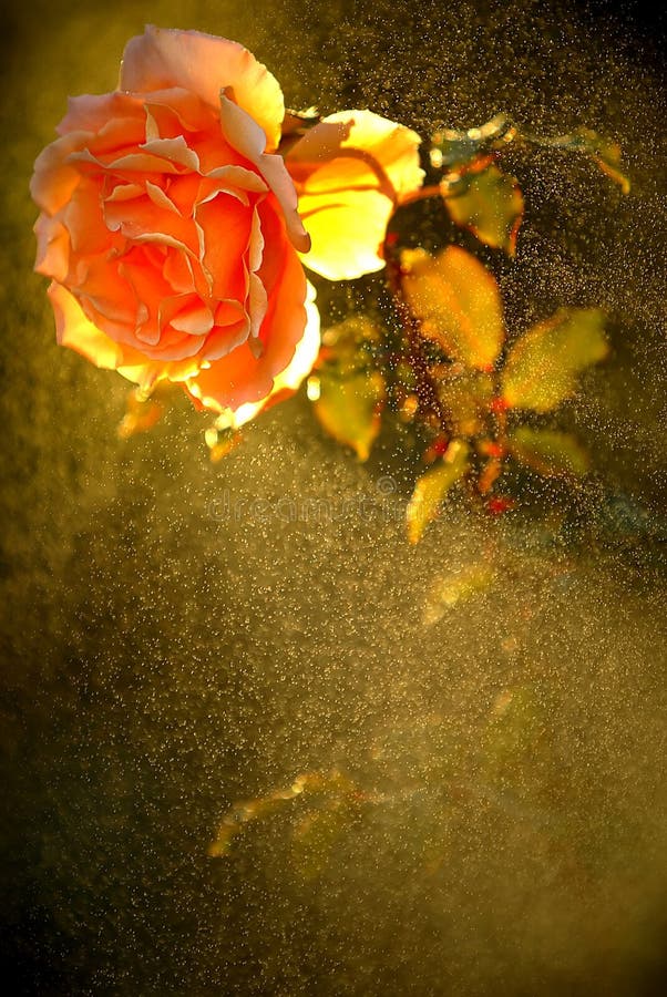 Misty Rose stock photo. Image of flora, close, mist, morning - 7179160