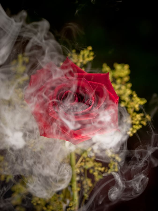Misty Rose stock image. Image of natural, attraction - 47427563