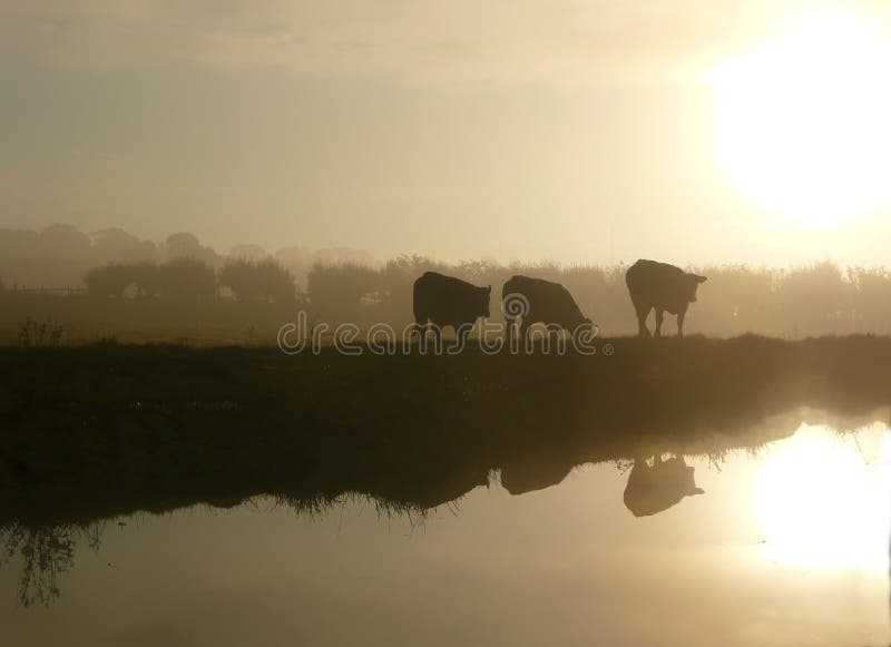 Misty Scene of Cows Grazing by River Stock Image - Image of grass ...