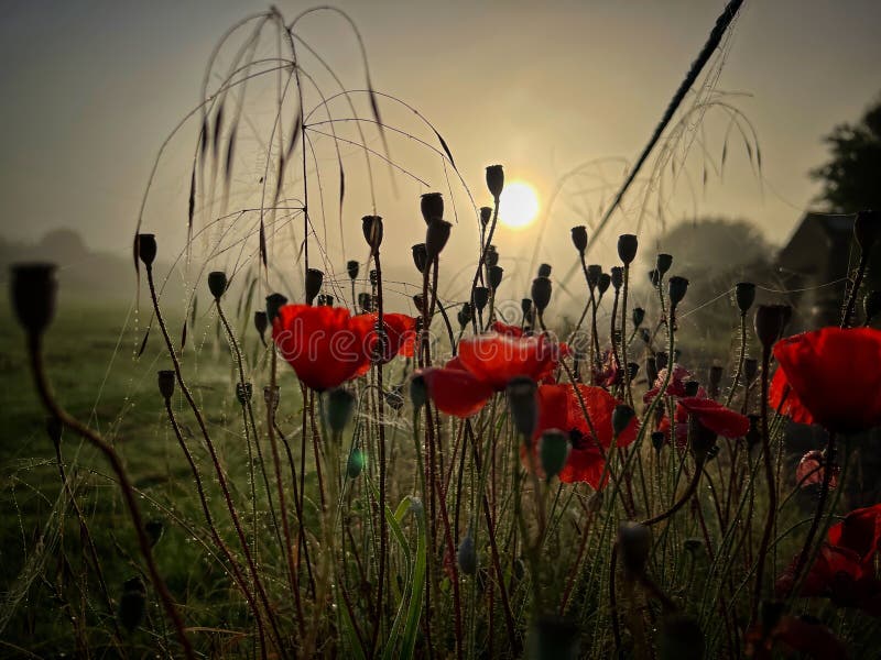 Misty September morning stock photo. Image of rural - 292910210