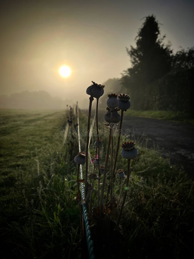 Misty September morning stock photo. Image of floral - 292910286
