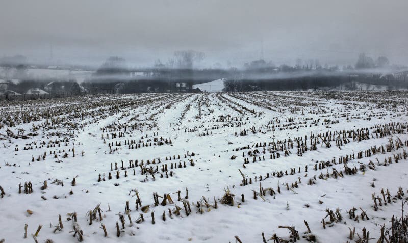 Misty Snow Covered Empty Corn Field Stock Photo - Image of covered ...