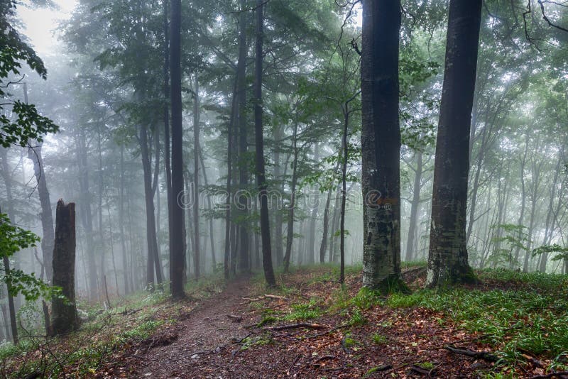 Misty Spring Forest with Beautiful Trees Stock Image - Image of ...