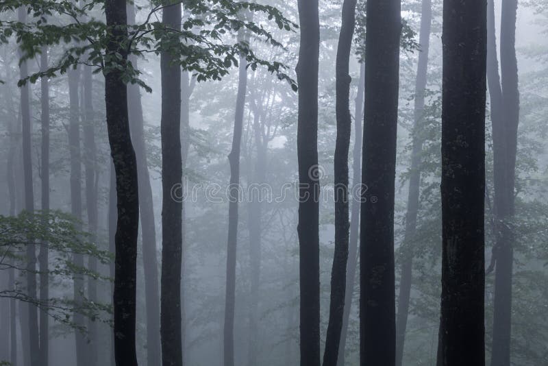 Misty Spring Forest with Beautiful Trees Stock Photo - Image of ...