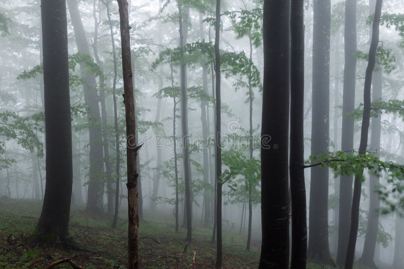 Misty Spring Forest with Beautiful Trees Stock Photo - Image of lush ...