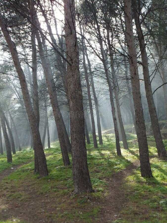 Misty Spring Forest at JaÃ©n, Spain, Trees Casting Undefined Shadows ...
