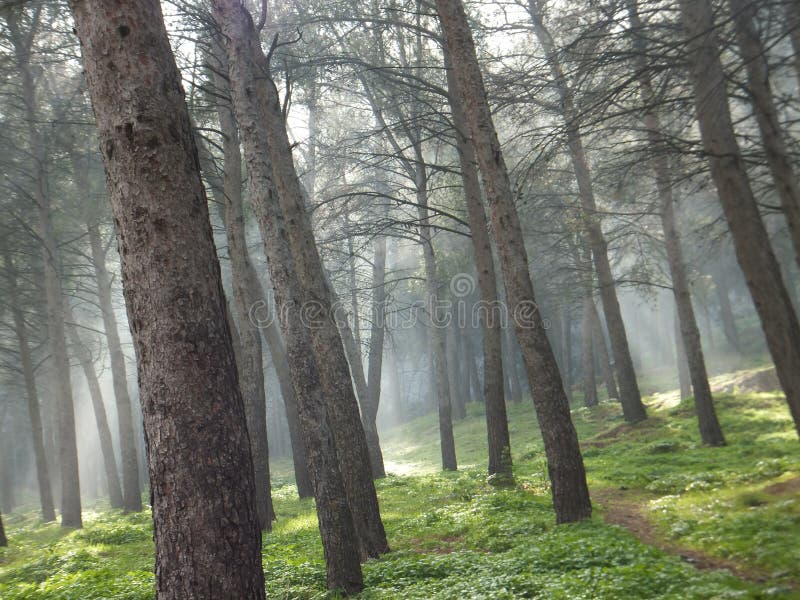 Misty Spring Forest, Trees Casting Undefined Shadows. at Jaén, Spain ...