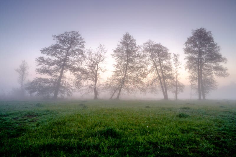 Misty spring landscape stock photo. Image of foggy, light - 77508352
