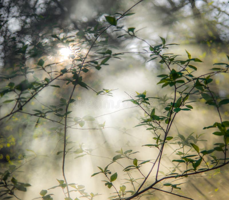 Misty spring dawn stock photo. Image of natural, fresh - 115110304