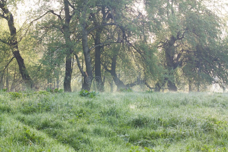 Misty Spring Morning in the Old Poplars Stock Photo - Image of light ...