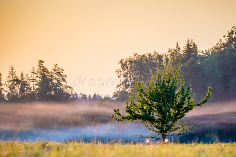Misty Spring Morning Single Tree Stock Image - Image of autumn, tree ...
