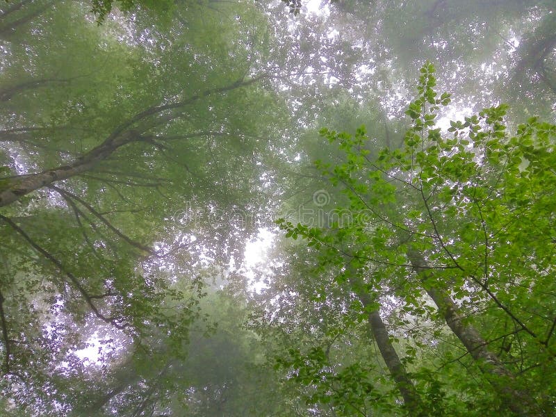 Misty Spring Morning in the Woods Stock Photo - Image of spring, foggy ...