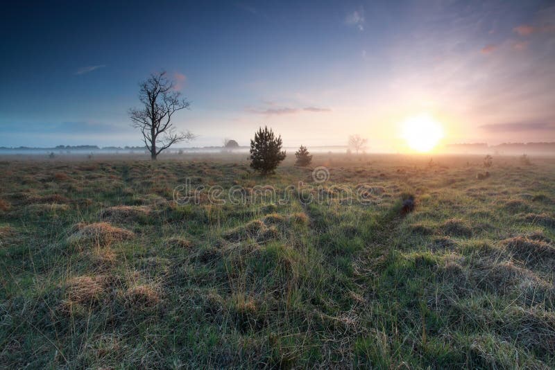 Misty Sunrise Over Marsh in Spring Stock Image - Image of landscape ...