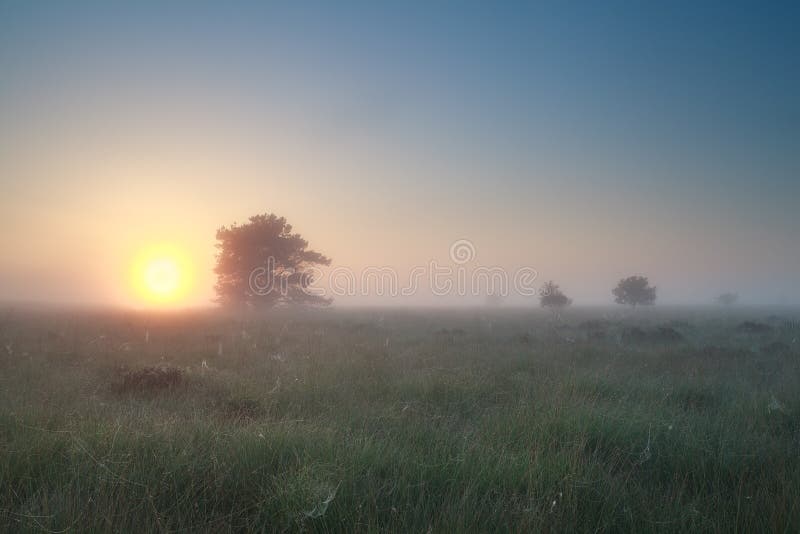 Misty Sunrise Over Summer Marsh Stock Photo - Image of gold, field ...