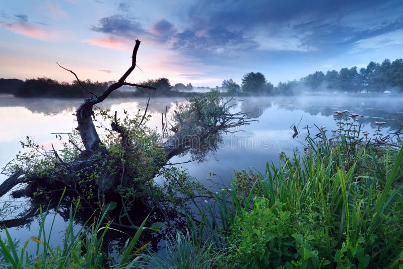 Misty Sunrise on River with Old Tree in Water Stock Image - Image of ...