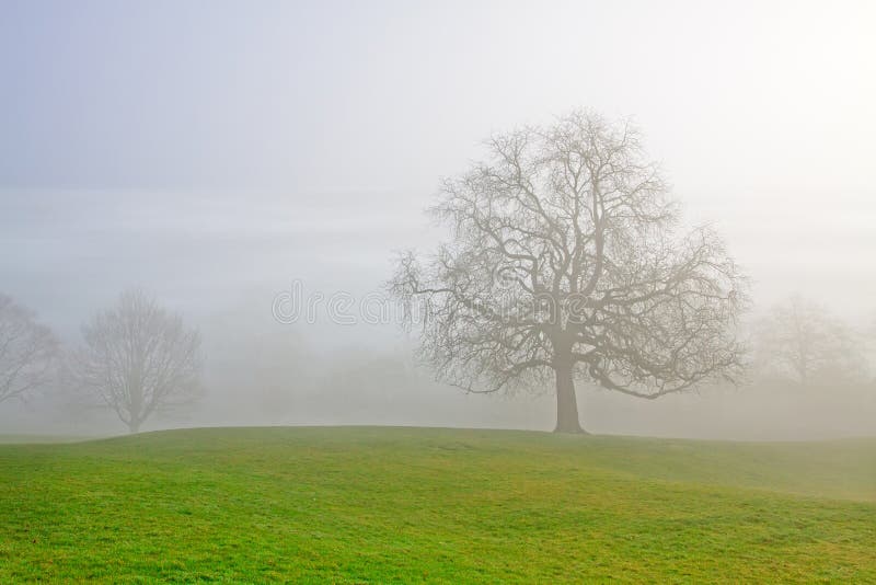 Misty tree stock photo. Image of cambridge, green, sullen - 24544646