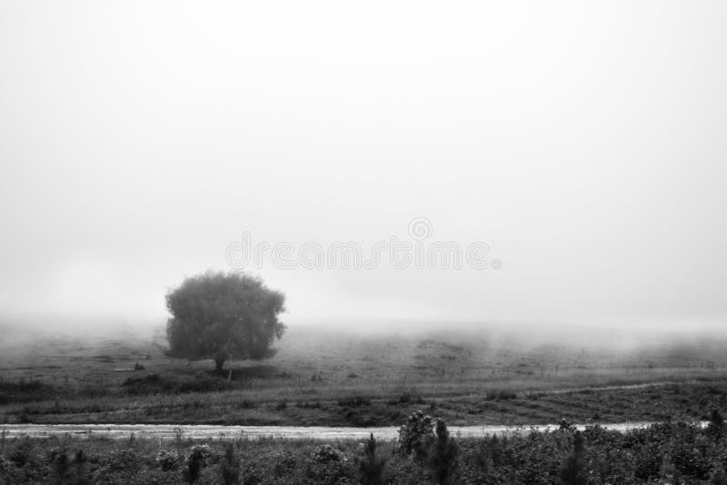 Misty tree 02 stock image. Image of hard, field, empty - 50287509