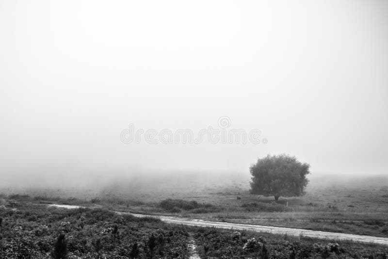 Misty tree stock image. Image of scary, empty, tree, misty - 50287793