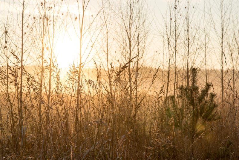 Misty Tree Branches in Bright Sunlight Stock Photo - Image of outdoor ...