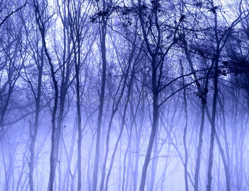 Misty Trees from Above. Aerial View of Morning Fog and Sunrise in ...