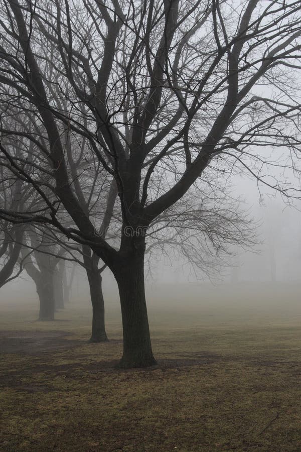 Misty trees stock photo. Image of canada, field, moist - 957598