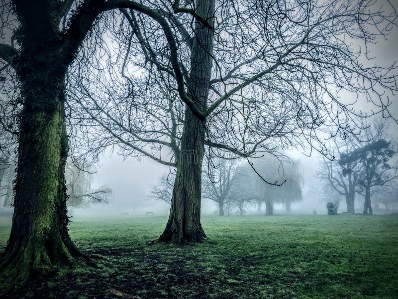 Misty trees stock photo. Image of trees, cold, spring - 83669026