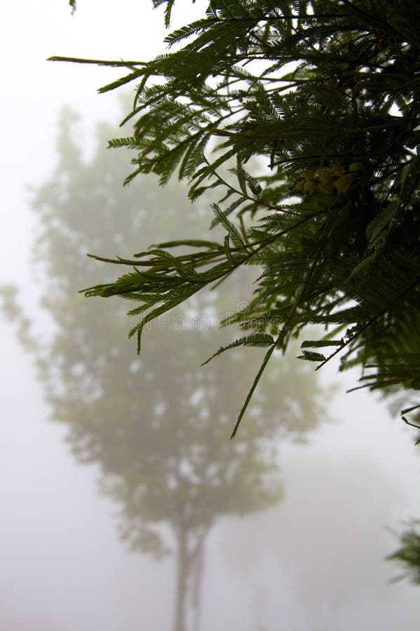 Misty Trees stock photo. Image of moody, mist, bark, cold - 94154220
