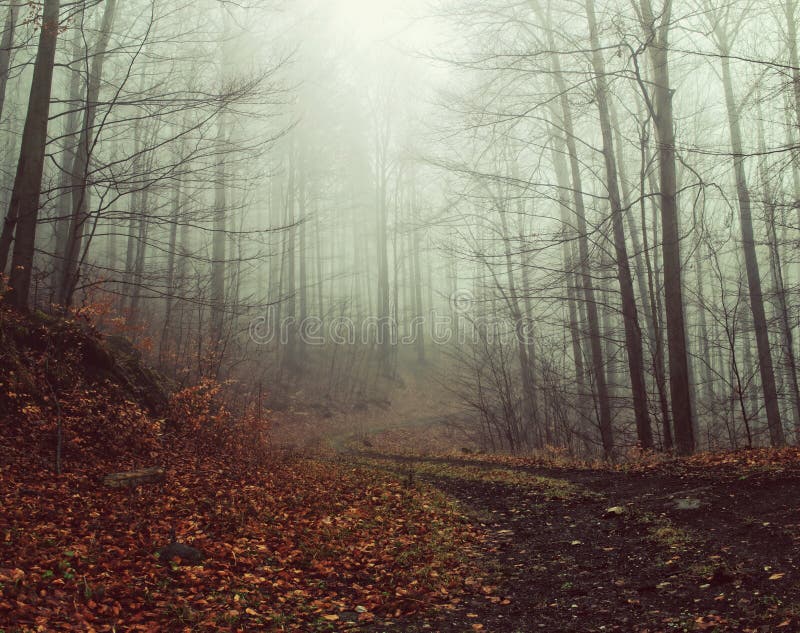 Misty Trees in Forest stock image. Image of rocks, misty - 64707203