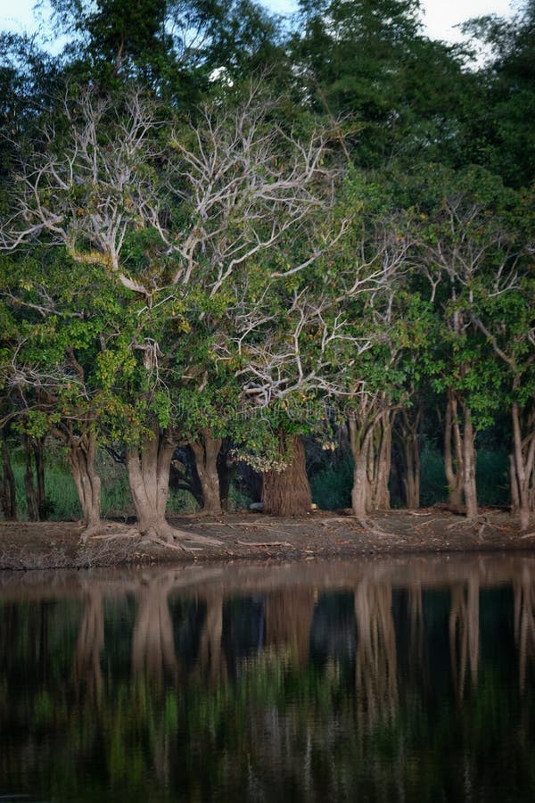 Misty Trees in the Swamp Forest, Bian Lake, South Papua Stock Image ...